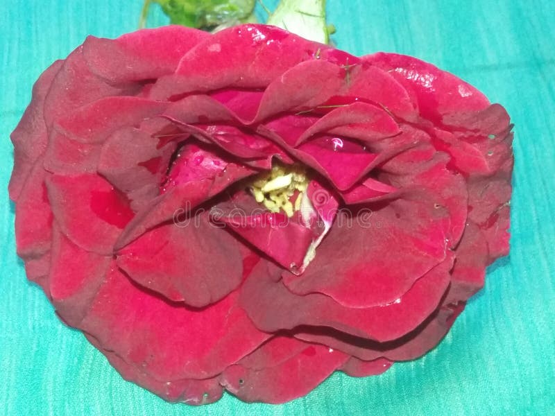 Romantic Red Rose flower stock photo. Image of rose - 170502896