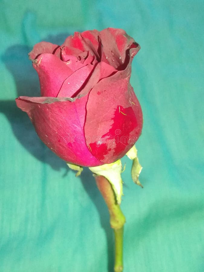 Romantic Red Rose flower stock image. Image of romantic - 170503113