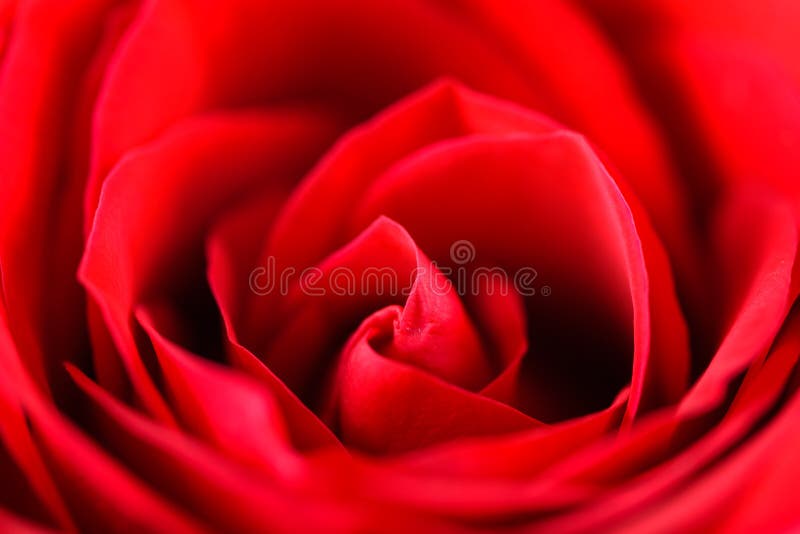 Red Rose Inside Square Shapes Stock Photo - Image of filled, green ...
