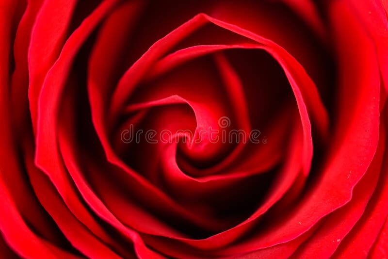 Red Rose Inside Square Shapes Stock Photo - Image of filled, green ...