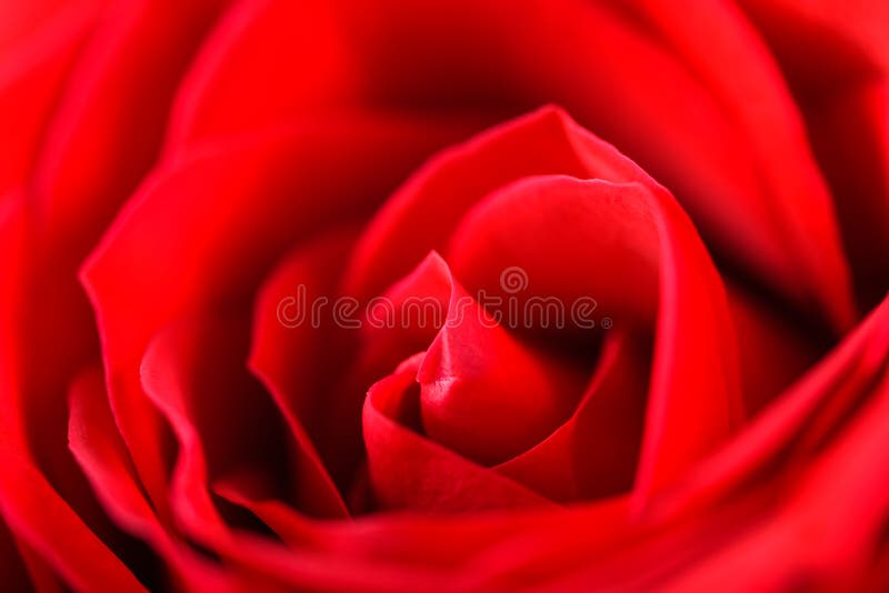 Romantic Red Rose Inside Petals Stock Image - Image of beauty, inside ...