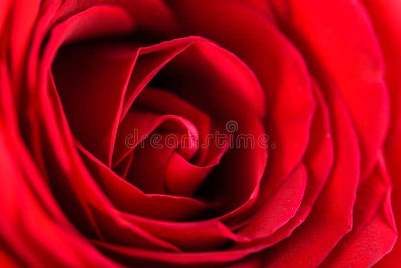 Red Rose Inside Square Shapes Stock Photo - Image of filled, green ...