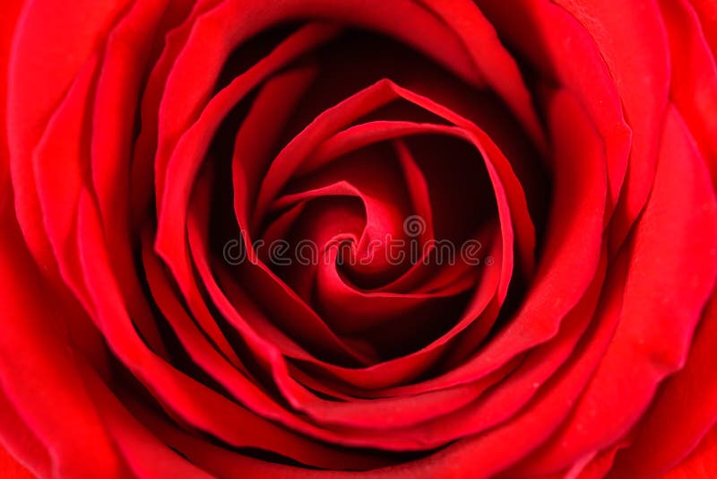 Red Rose Inside Square Shapes Stock Photo - Image of filled, green ...