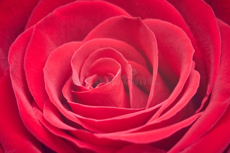 Romantic red rose macro stock photo. Image of background - 213378088