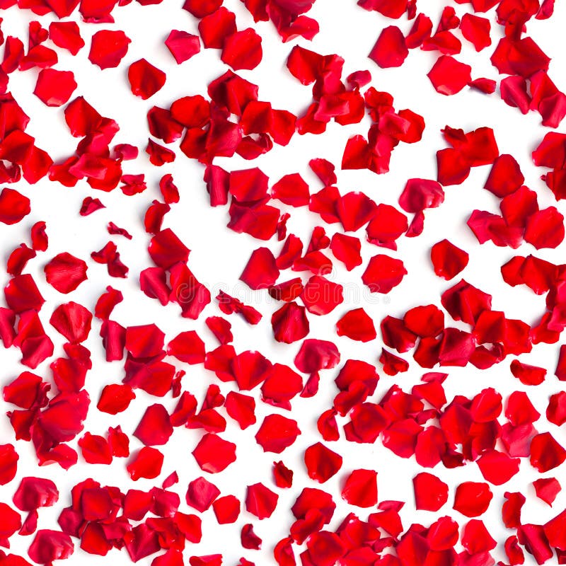 Romantic Red Rose Petals Background Stock Image - Image of background ...