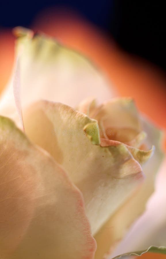 Romantic Rose 3 stock photo. Image of focus, nature, romantic - 12092498