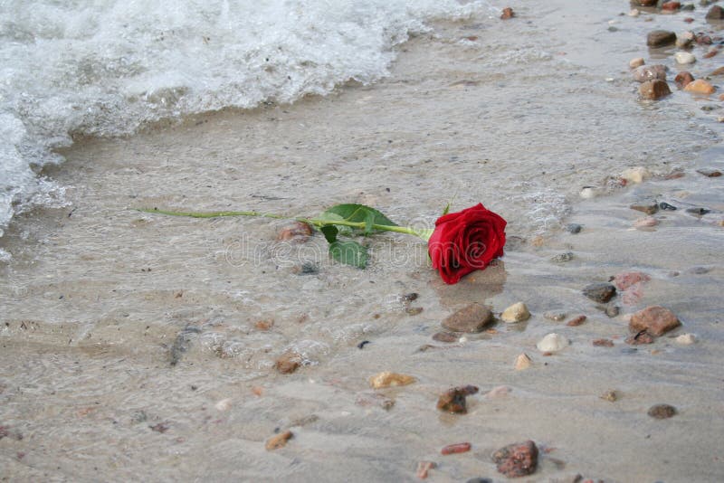 Romantic Rose stock photo. Image of darling, flower, bridal - 4437966