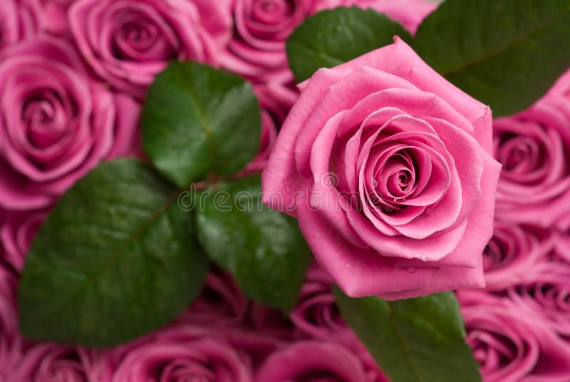 Romantic Rose. Picture Image: 4855350