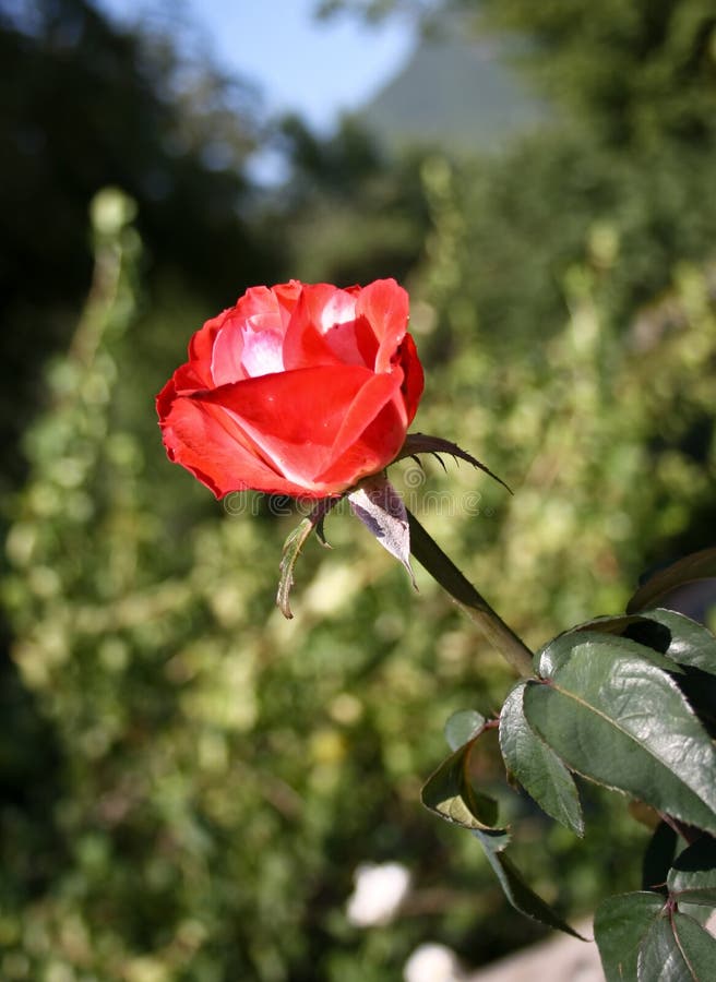 Romantic rose flower stock image. Image of color, sort - 50459913