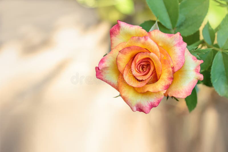 Romantic Rose Flower . Floral Background with Soft Selective Fo Stock ...