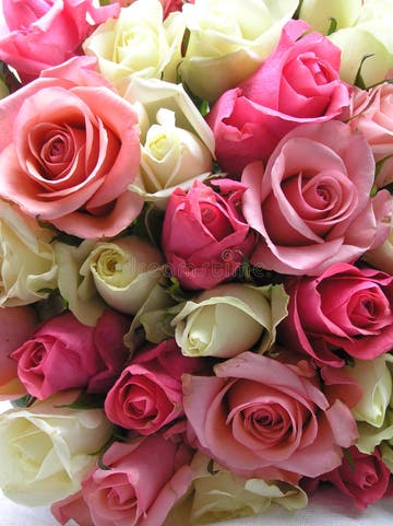 Romantic roses stock image. Image of soft, mothersday, love - 214693