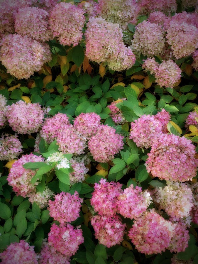 Romantic, Soft and Beautiful Pattern Pink Hydrangea Flowers Background ...