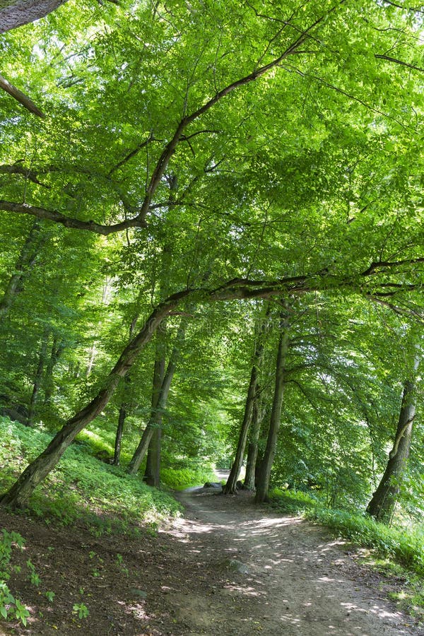 Romantic Solitude Path with Old Big Trees about River Sazava in Central ...