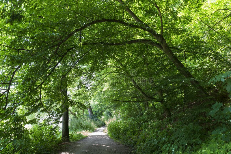 Romantic Solitude Path with Old Big Trees about River Sazava in Central ...