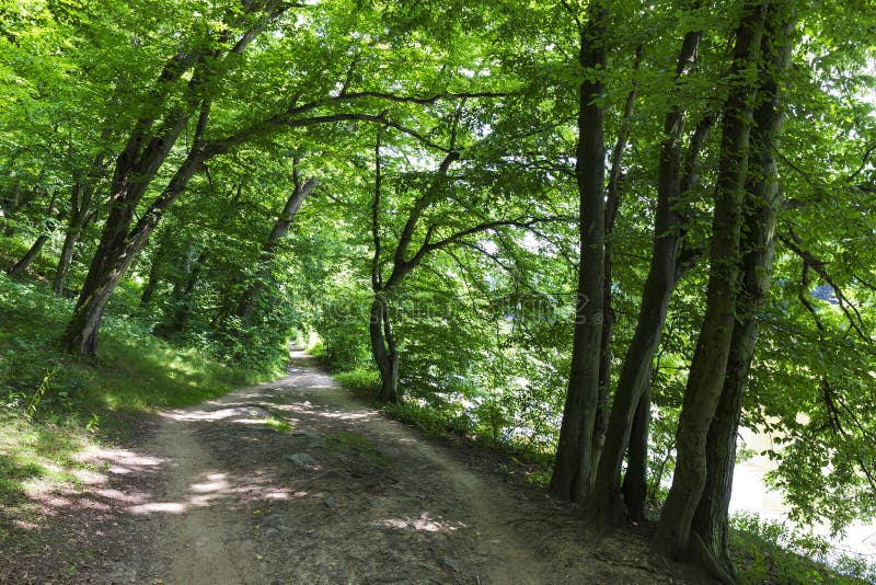 Romantic Solitude Path with Old Big Trees about River Sazava in Central ...