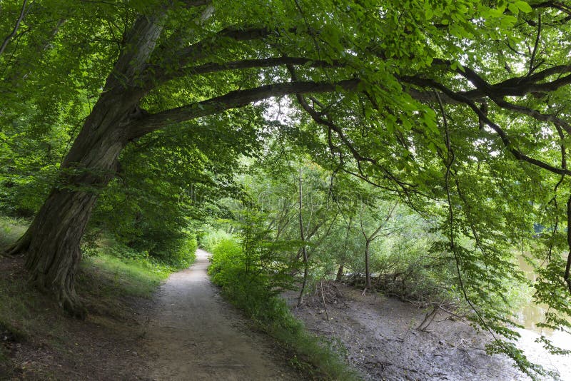 Romantic Solitude Path with Old Big Trees about River Sazava in Central ...
