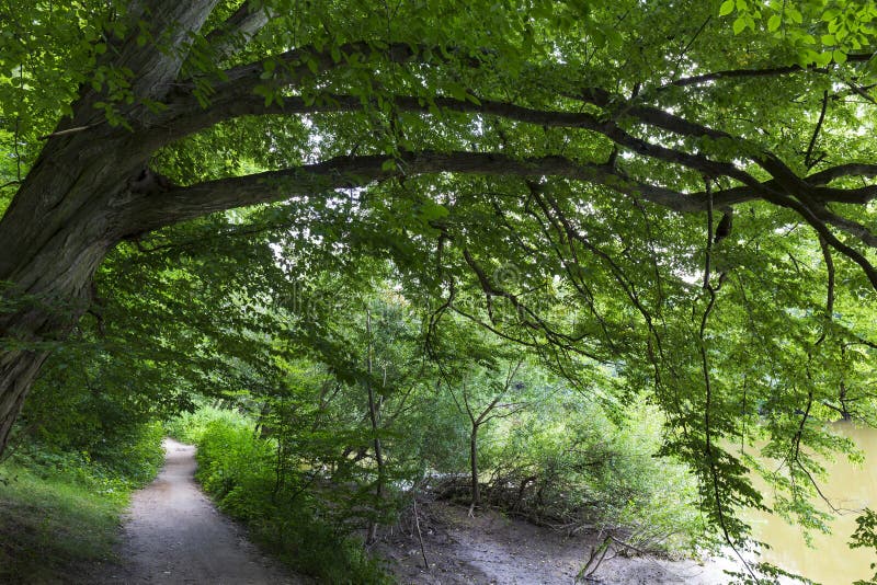 Romantic Solitude Path with Old Big Trees about River Sazava in Central ...