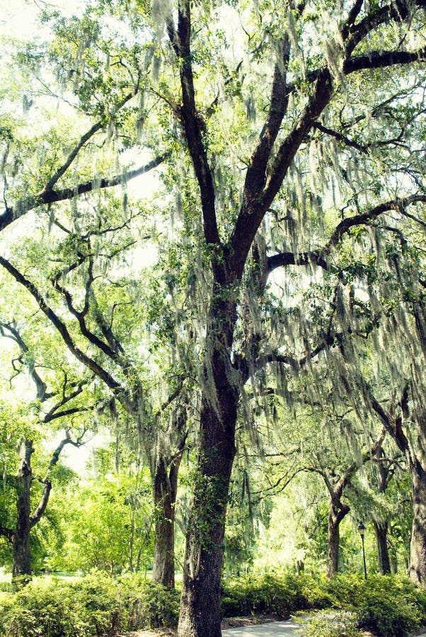 Romantic Spanish Moss stock image. Image of vertical - 34255487