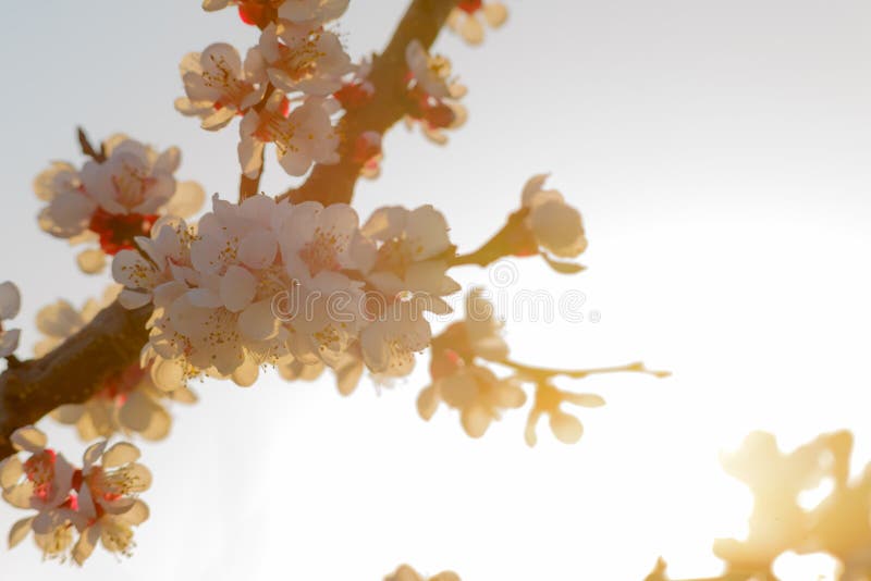 Romantic Spring Story. a Branch of a Flowering Tree Against the Bright ...
