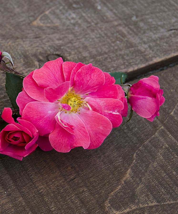 Romantic Studies and Projects for Roses, the Most Wonderful Rose ...