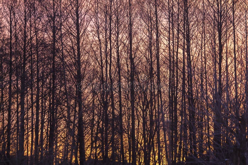 Romantic Sunset with a View through the Trees Stock Image - Image of ...
