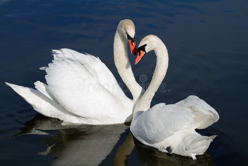 Romantic swan couple. stock photo. Image of pair, fauna - 24847314