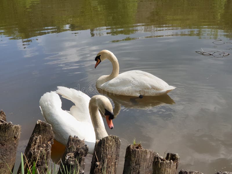 Romantic swans stock photo. Image of animals, nature - 148648704