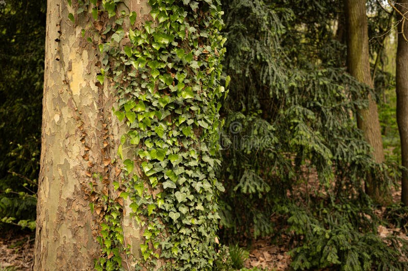 Romantic Tree Shape with Heart Shaped Leaves and Pine. Stock Photo ...
