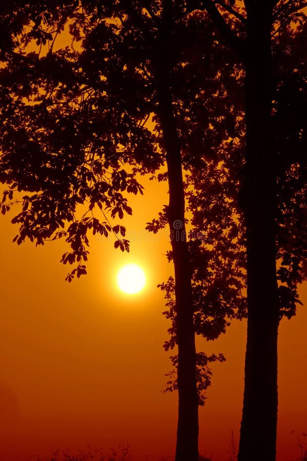 Romantic Tree Shape with Heart Shaped Stock Photo - Image of ecology ...