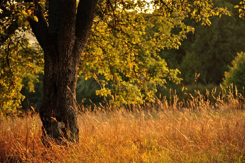 Romantic stock photo. Image of land, sunset, flower, romantic - 49011400