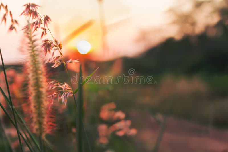 Romantic Nature View of Grass Flower and Sunset for Valentine Stock ...