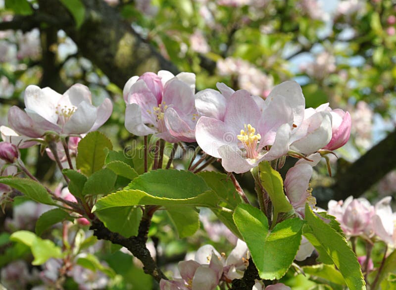 Top View Apple Isolated on White Clipping Path Stock Image - Image of ...