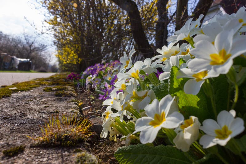 Eastern Flowers and Idyllics Stock Image - Image of cutleaf, tree ...