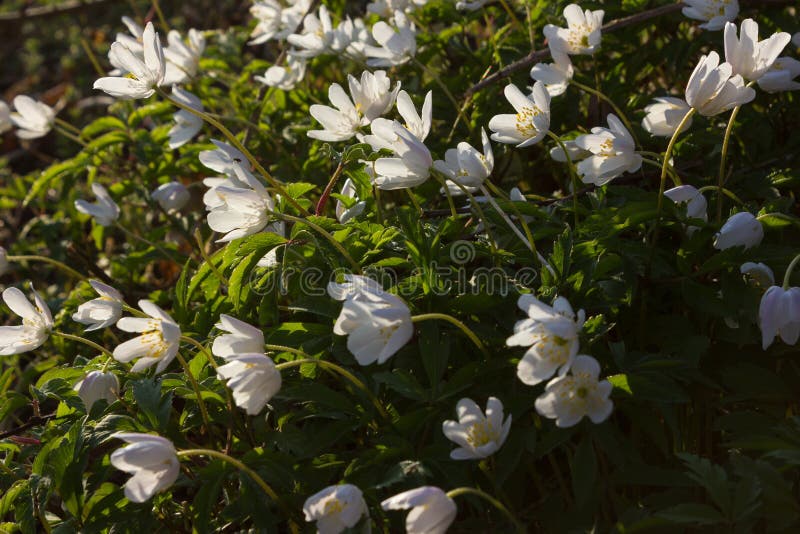 Eastern Flowers and Idyllics Stock Image - Image of nature, white ...