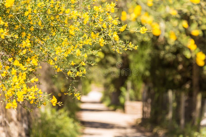 Romantic Walking Path Blurred Stock Photo - Image of green, park: 74127752