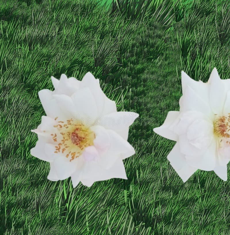 Romantic White Rose Flowers with Grass Texture Stock Image - Image of ...