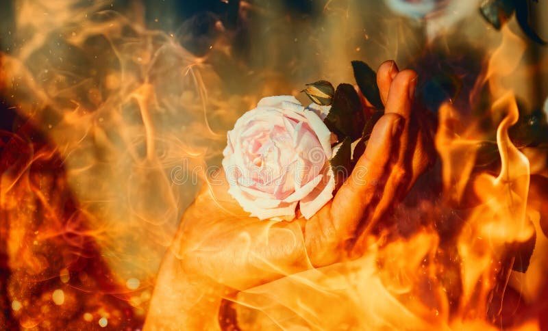 Romantinc Pink Rose in Woman Hand, Fire Effect. Stock Image - Image of ...