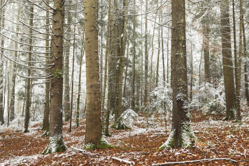 Romantisk Skog Under Vinter Fotografering för Bildbyråer - Bild av ...