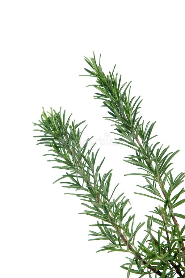 Romarin frais image stock. Image du aromatique, garnissez - 12993633