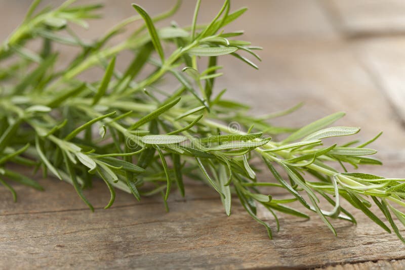 Romarin frais photo stock. Image du frais, romarin, arome - 12993634