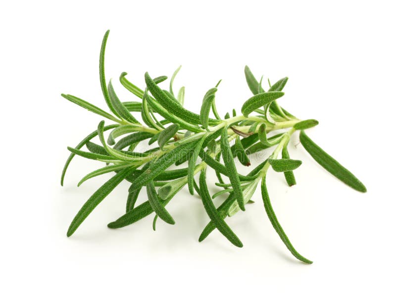 Romarin frais photo stock. Image du arome, nourriture - 12993634