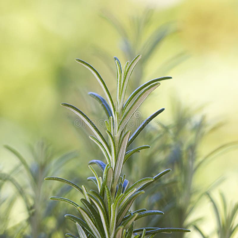 Romarin Frais (Rosmarinus Officinalis) Photo stock - Image du savoureux ...