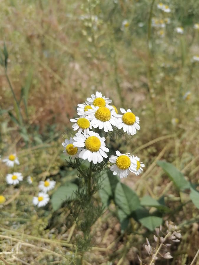 Romashka Flower in a Green Big Garden with Leaves Stock Image - Image ...