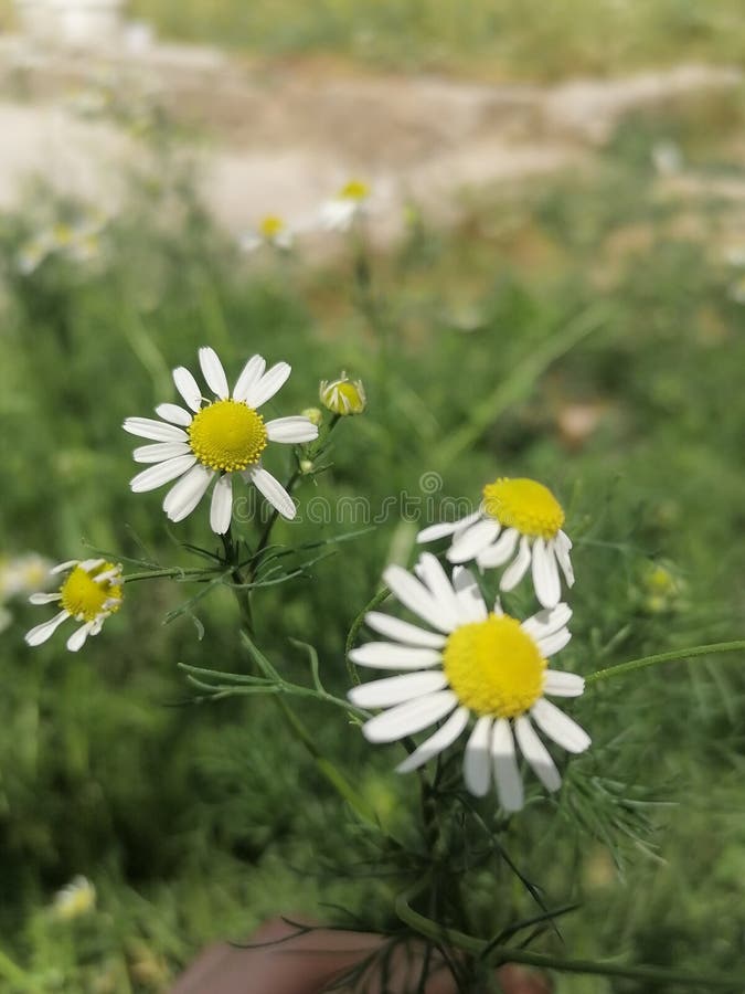 Romashka Flower in a Green Big Garden with Leaves Stock Image - Image ...