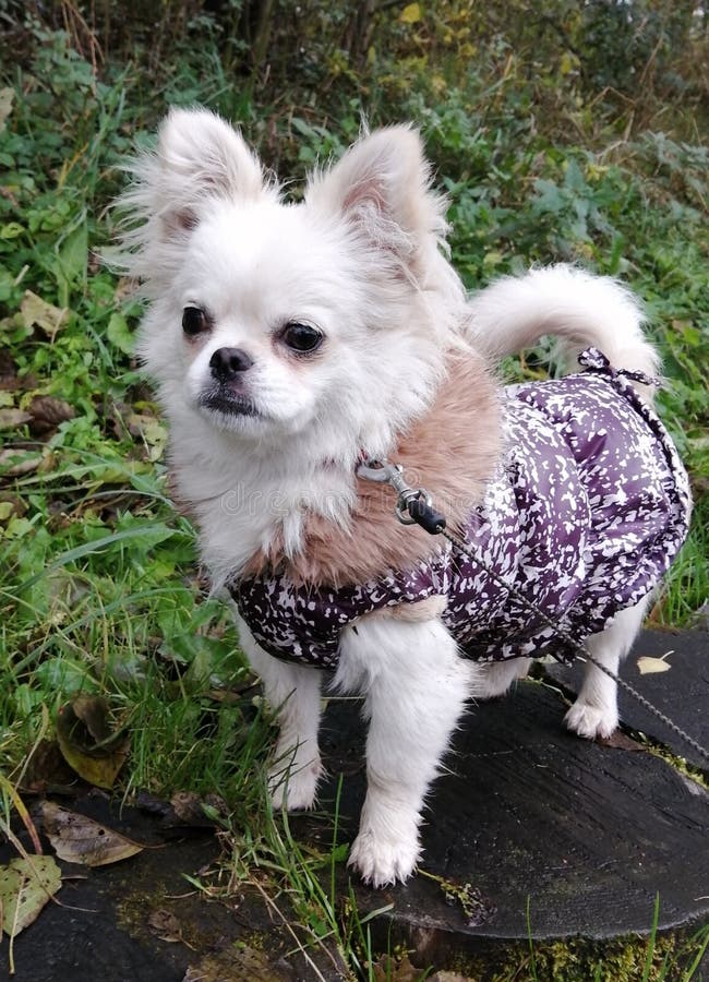 Romashka Stock Photos - Free & Royalty-Free Stock Photos from Dreamstime