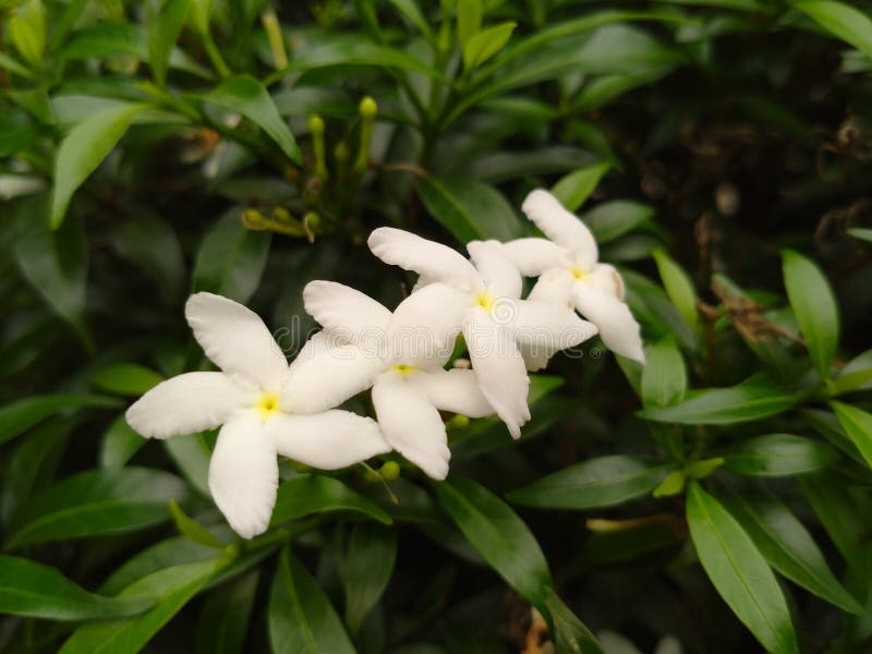 Rombusa flower stock image. Image of leaf, meadow, yellow - 201027983
