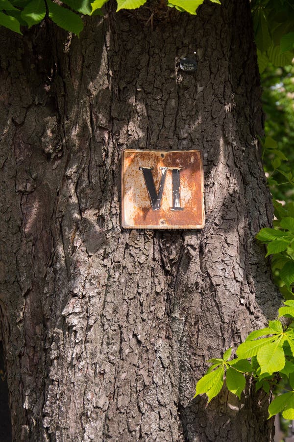 Rome number five on tree. stock photo. Image of forest - 87393290