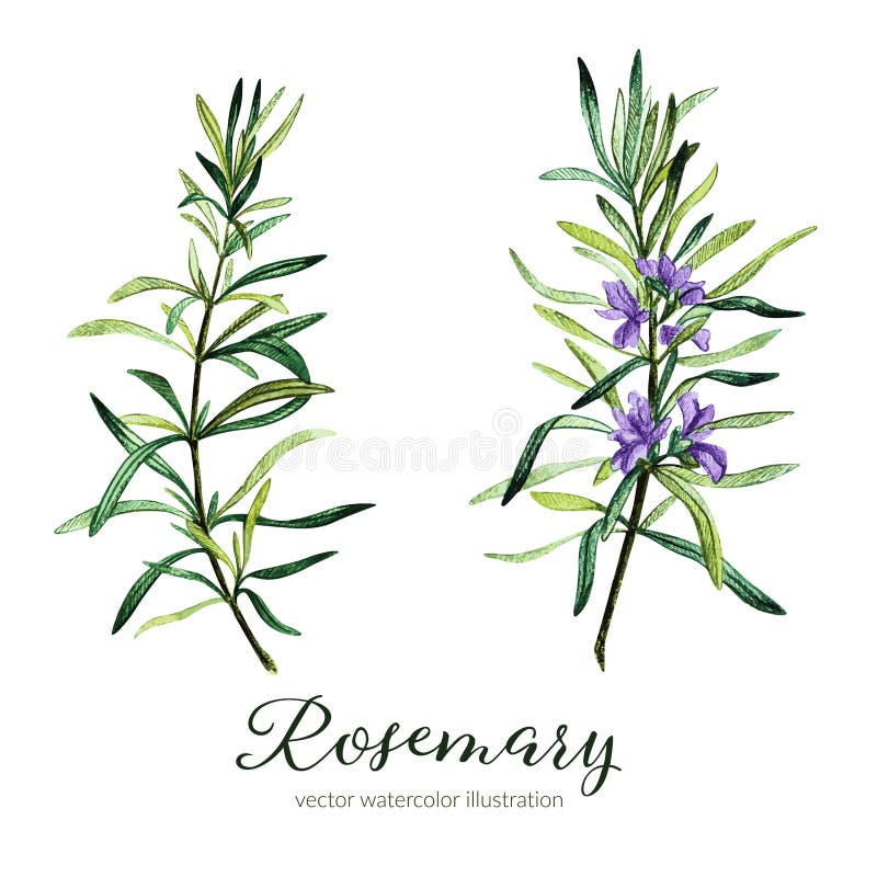 Romero Del Vector De La Acuarela Ilustración del Vector - Ilustración ...