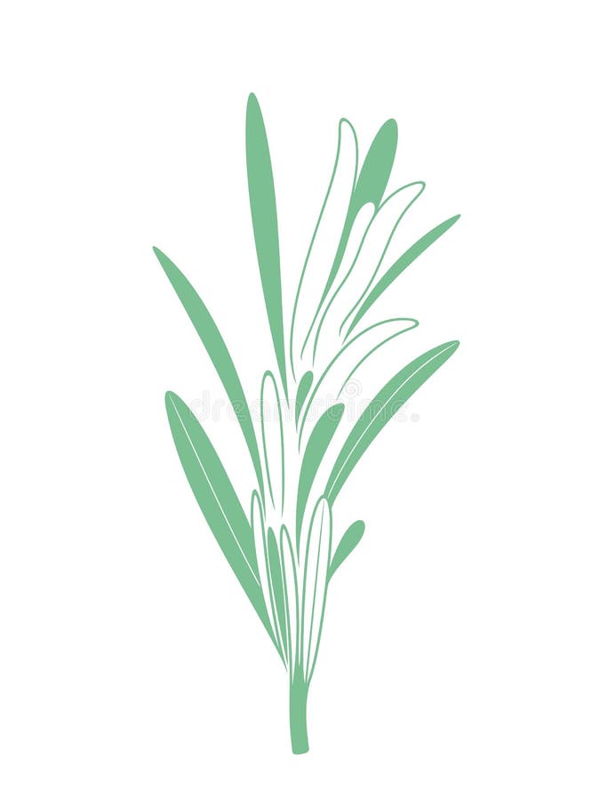 Romero Vector ilustración del vector. Ilustración de alimento - 85490060