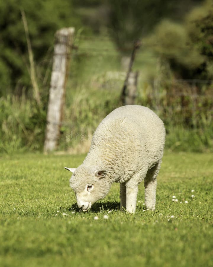 Romney lamb stock image. Image of ruminant, sheep, standing - 51132643